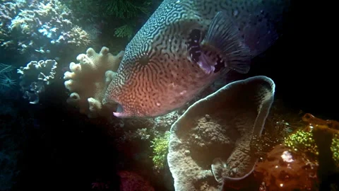 Map pufferfish swims on a coral reef off... | Stock Video | Pond5
