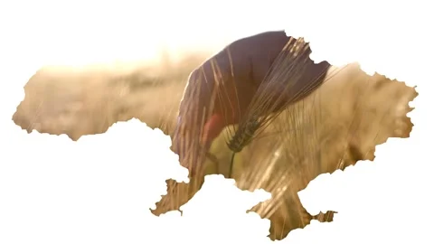 map Ukraine laid out with grain of wheat... | Stock Video | Pond5