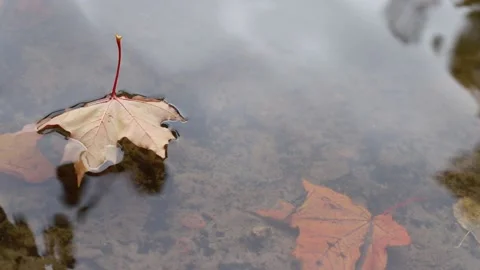 Maple and oak leaves float in water that... | Stock Video | Pond5