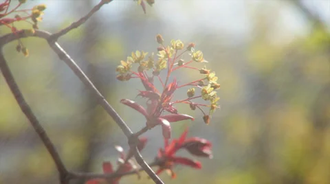 Shaking Trusses Out Stock Videos – Royalty-Free HD & 4K Videos | Pond5