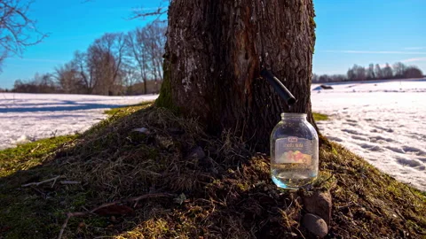 A maple tree tapped with a spile drippin... | Stock Video | Pond5