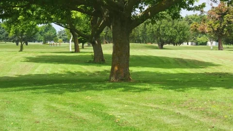 Maple trees on the grass in the park, ti... | Stock Video | Pond5