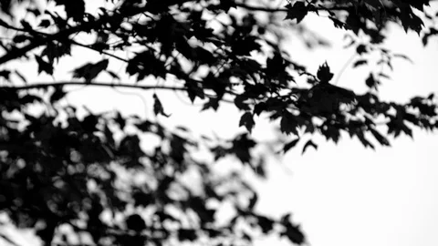 Maple1 with Russian Hemp Dappled Light m... | Stock Video | Pond5