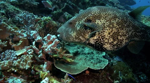 Mappa pufferfish eating coral on reef | Stock Video | Pond5