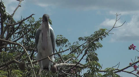 Marabou on the tree | Stock Video | Pond5