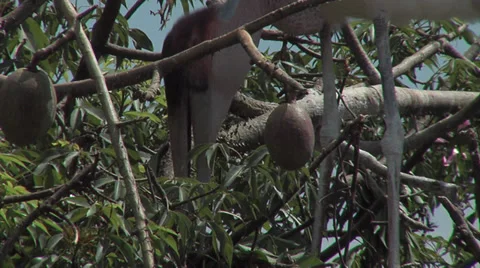 Marabou on the tree | Stock Video | Pond5