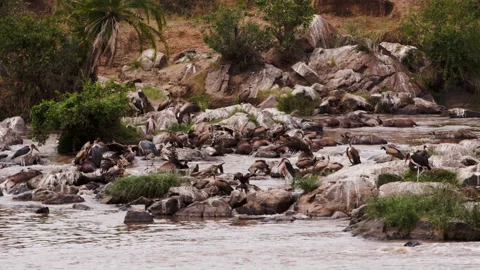 Marabou undertakers eat corpses of wilde... | Stock Video | Pond5
