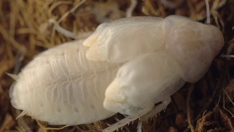 Dry Cockroach Stock Footage ~ Royalty Free Stock Videos | Pond5