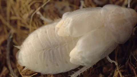 Dry Cockroach Stock Footage ~ Royalty Free Stock Videos | Pond5