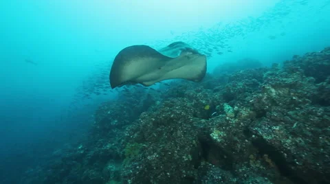 Stingray Stock Video Footage | Royalty Free Stingray Videos | Pond5