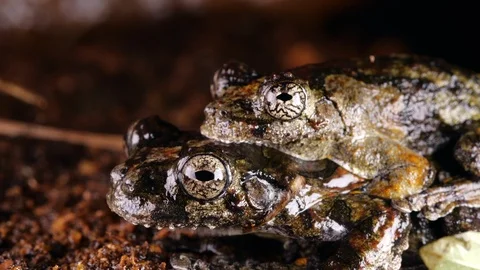 Marbled Treefrogs (Dendropsophus marmora... | Stock Video | Pond5