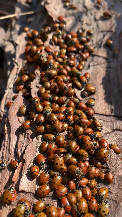 Videos Of Ladybugs Stock Videos – Royalty-Free HD & 4K Videos