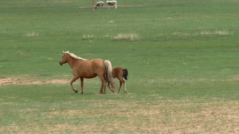 Mare and foal galloping across the stepp... | Stock Video | Pond5