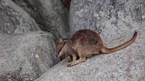 Foot Lick Stock Footage ~ Royalty Free Stock Videos | Pond5