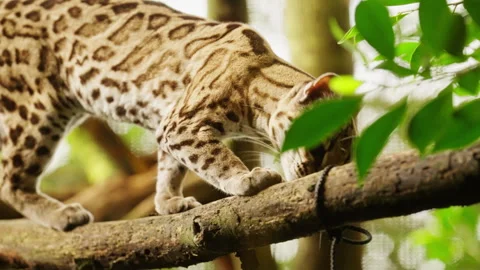 Dead Cat Stock Footage ~ Royalty Free Stock Videos | Pond5