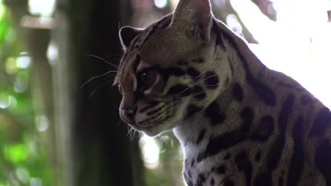 Margay Stock Footage ~ Royalty Free Stock Videos | Pond5