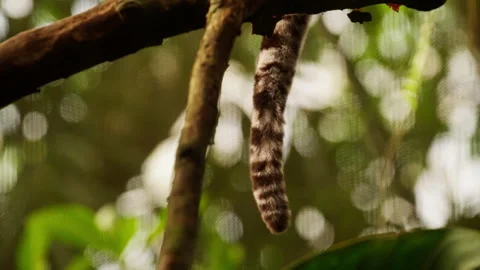 Margay Stock Footage ~ Royalty Free Stock Videos | Pond5