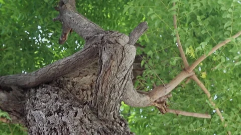 Neem Tree Tree Tree Stock Video Footage | Royalty Free Neem Tree Tree ...