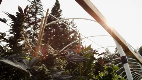 Cannabis Field Stock Footage ~ Royalty Free Stock Videos | Pond5