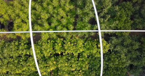 Marijuana Cannabis Weed Outdoor Growing ... | Stock Video | Pond5