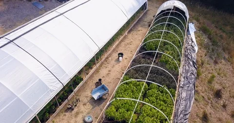 Weed Stock Video Footage | Royalty Free Weed Videos | Pond5