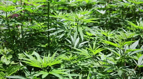 Weed In Nepal Stock Videos – Royalty-Free HD & 4K Videos