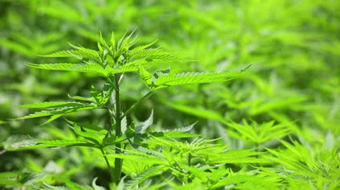 Weed In Nepal Stock Videos – Royalty-Free HD & 4K Videos