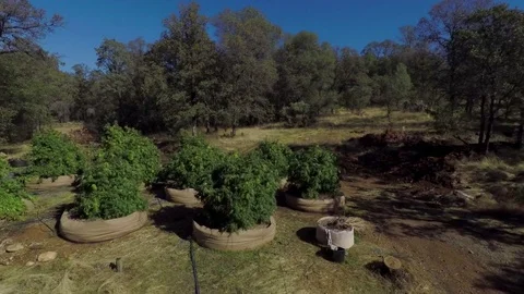Marijuana Farm Stock Video Footage | Royalty Free Marijuana Farm Videos ...