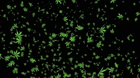 Marijuana Leaf Loop Background. Realisti... | Stock Video | Pond5
