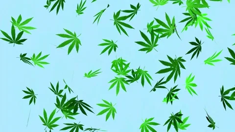 Marijuana leaves are falling on a blue b... | Stock Video | Pond5