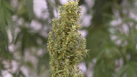 Marijuana Background Stock Footage ~ Royalty Free Stock Videos | Pond5