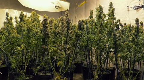 Falling Marijuana Leaves Stock Footage ~ Royalty Free Stock Videos | Pond5