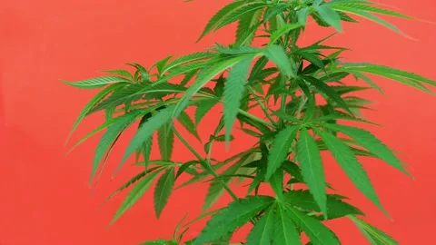 Marijuana Background Stock Footage ~ Royalty Free Stock Videos | Page 9