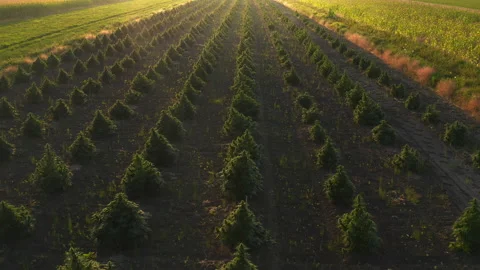 Marijuana Field Stock Videos – Royalty-Free HD & 4K Videos | Pond5