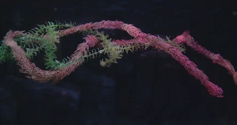 Marine Ecosystemd Drawing Stock Videos – Royalty-Free HD & 4K Videos ...