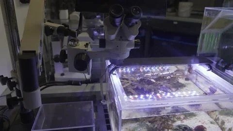 Marine Biology Lab Stock Footage ~ Royalty Free Stock Videos | Pond5