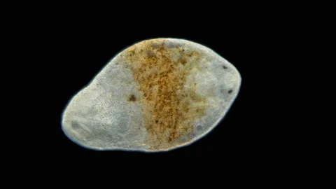 Ciliary Stock Videos – Royalty-Free HD & 4K Videos