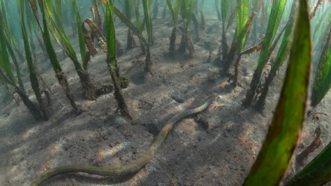 Marine File Snake Hunts for Prey in Seag... | Stock Video | Pond5