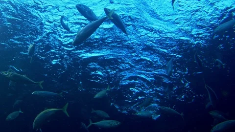 Deep Sea Fish Stock Video Footage | Royalty Free Deep Sea Fish Videos ...