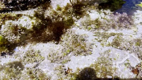 Marine Life and Algae in Close Up Footag... | Stock Video | Pond5