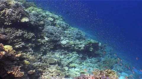 Life In Life Stock Videos – Royalty-Free HD & 4K Videos | Pond5