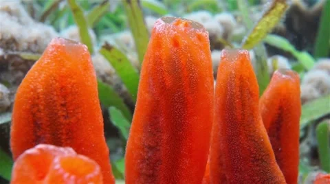 Sponge Stock Video Footage | Royalty Free Sponge Videos | Pond5