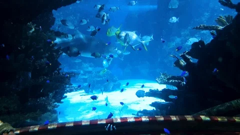 marine life of small fish and big sharks... | Stock Video | Pond5