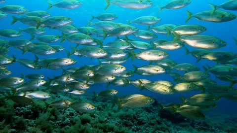 Marine life underwater - gold banded fis... | Stock Video | Pond5