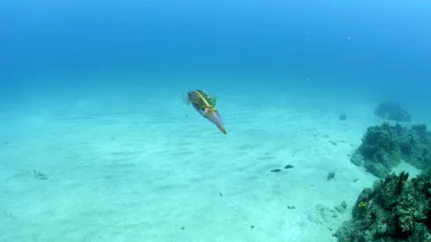 Marine Molluscs Fish Swimming Over Sand ... | Stock Video | Pond5