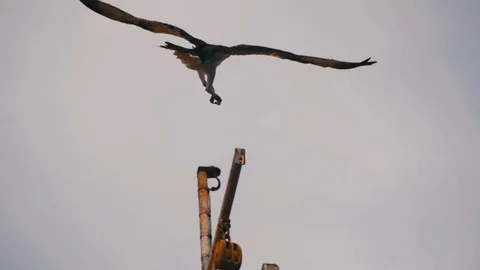 Bird Landing Stock Footage ~ Royalty Free Stock Videos | Pond5