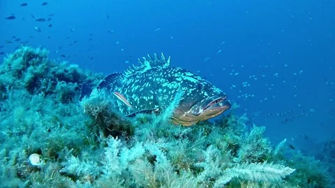 Marine wild life Scuba diving Big groupe... | Stock Video | Pond5
