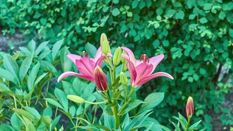 Marlene Stock Video Footage | Royalty Free Marlene Videos | Pond5