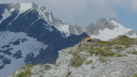 Marmot running.Mountains in the backgrou... | Stock Video | Pond5