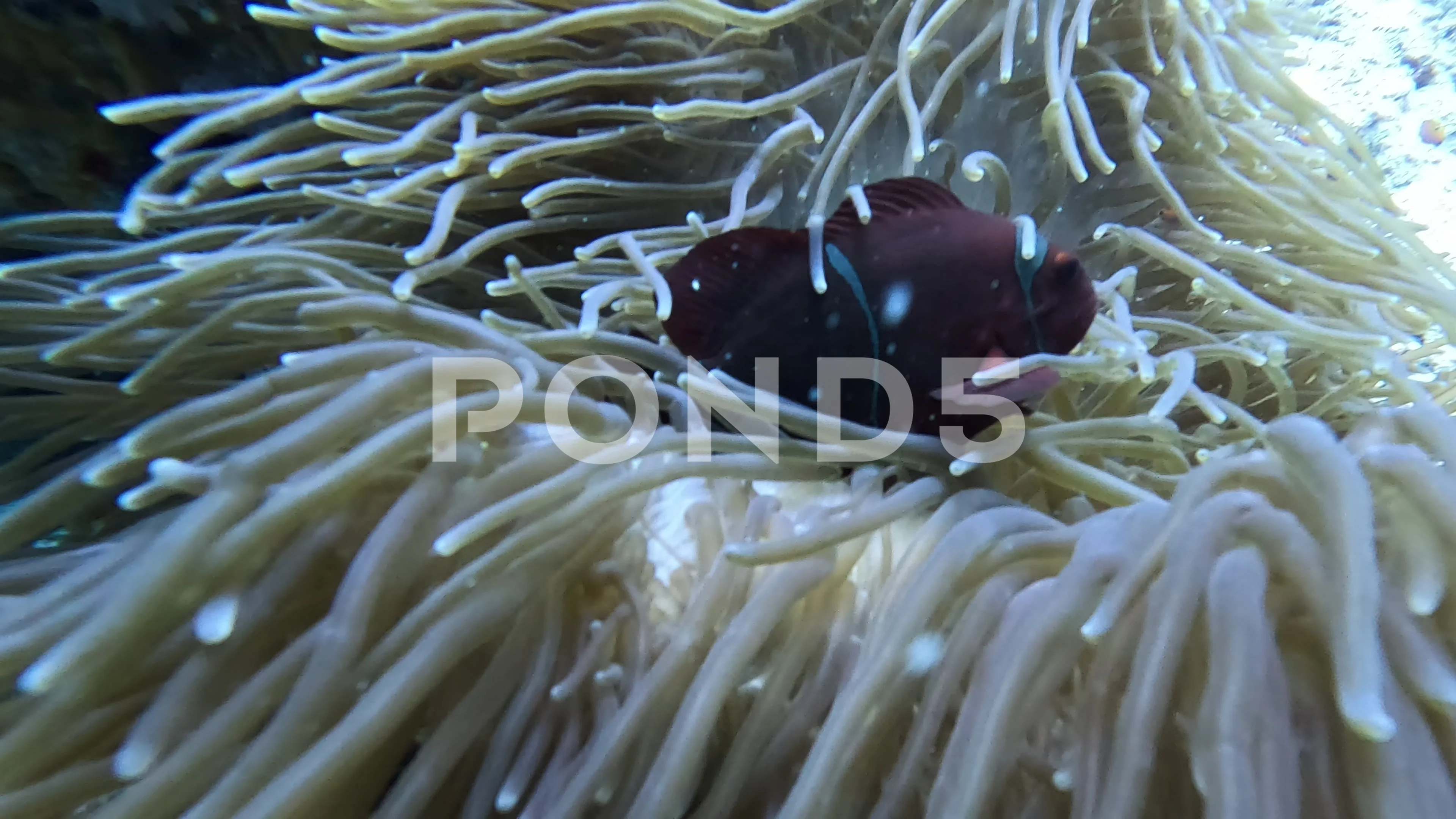 Maroon Clownfish And Anemone Host